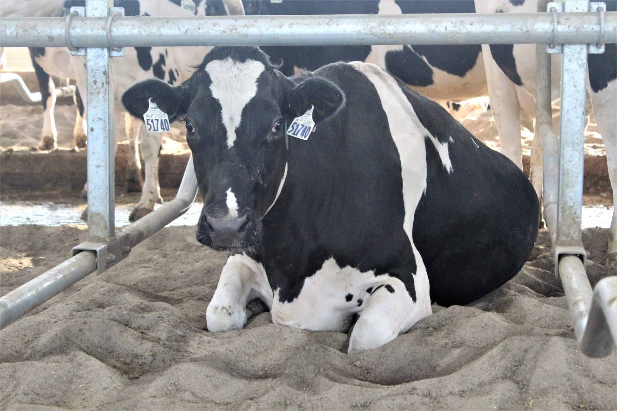 Meet The Cows - MVP Dairy LLC